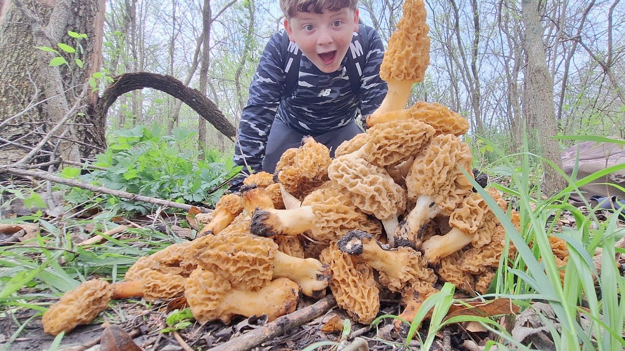 MOREL MUSHROOM HUNTING (Tips, Secrets, and Pointers)