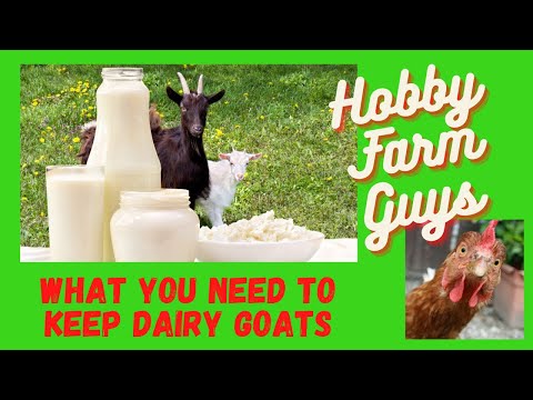 Getting Started With Dairy Goats