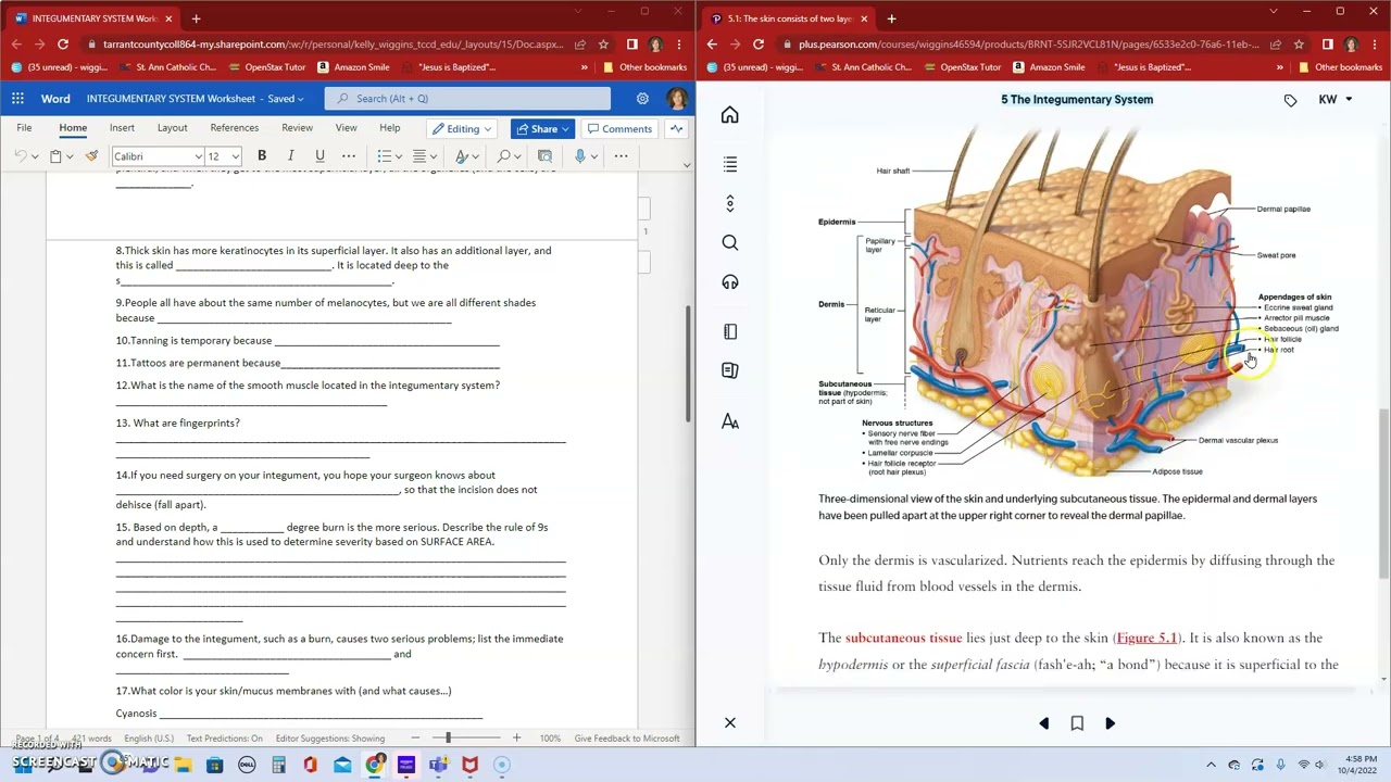 Integument worksheet answer video