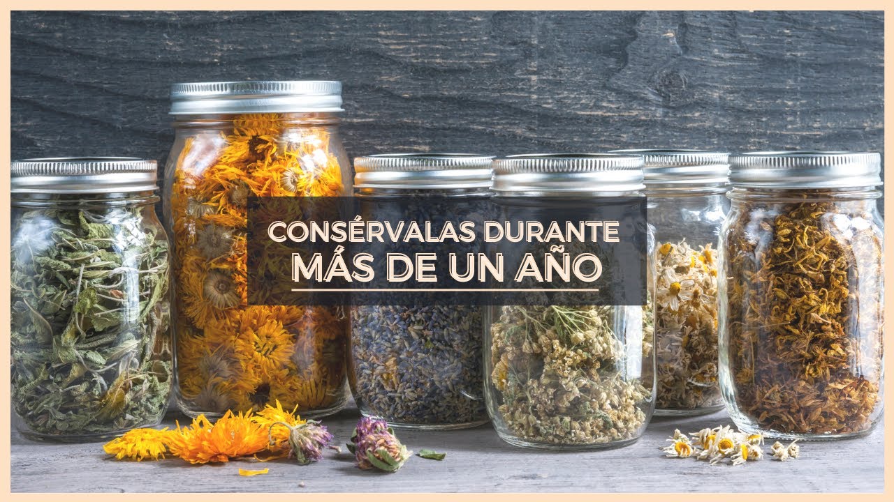 Conserva Tus Plantas Por Años🍂La Forma CORRECTA ✔️  De Conservar Y Almacenar Plantas