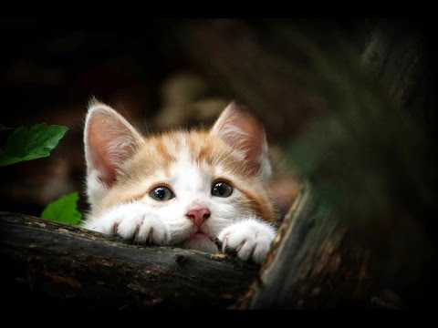 37 Cat Photos Collection Cute Kittens Images