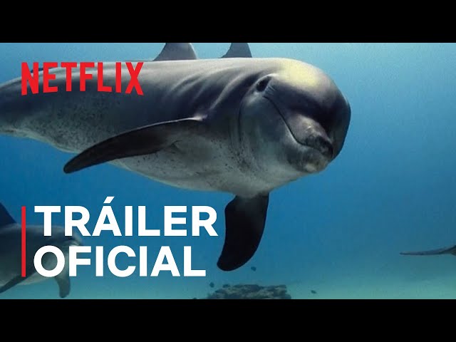 ¿Qué le pasó al rey de los delfines? se estrena en Netflix el 25de ...