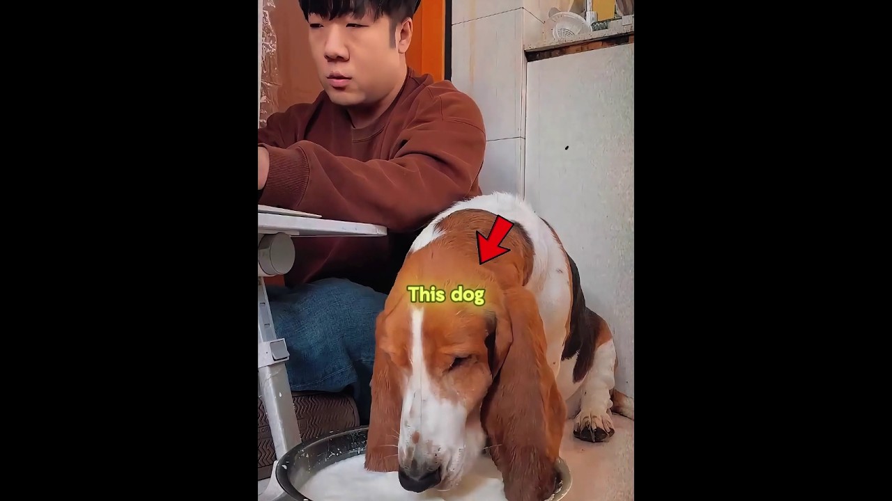 The owner taped the dog ears 😳