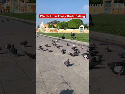 Watch How These Bird Eating | Nature Moment #naturevideo #birds #pigeon #shorts #shortsfeed #foryou