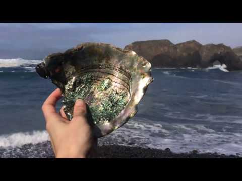 More Abalone Shells