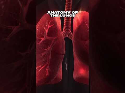 Anatomy of the Lungs 🫁