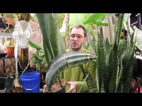 Let's Talk about Snake Plants - Sansevaria