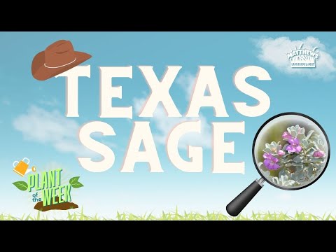 Plant of the Week: Texas Sage