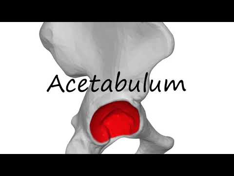 How to Pronounce Acetabulum?