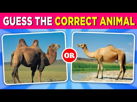 Guess the Correct Animal ๐ผ๐ง๐ปโโ๏ธ | Animal Quiz