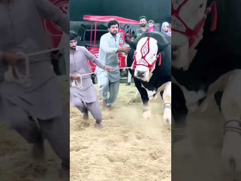 #black #Qurbani #ka #janwar #2023 #Pakistan #ka #masoor #dal #prison #sahiwal #cross #Brahman #????????????????????