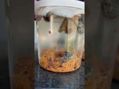 Caterpillar To Butterfly 🐛 Homeschool Project