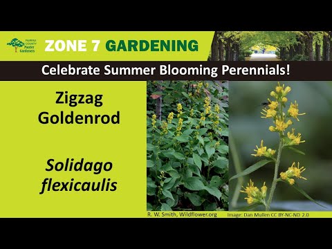 Zigzag Goldenrod