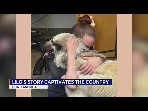 Chattanooga dog reunited with owner after viral Facebook post