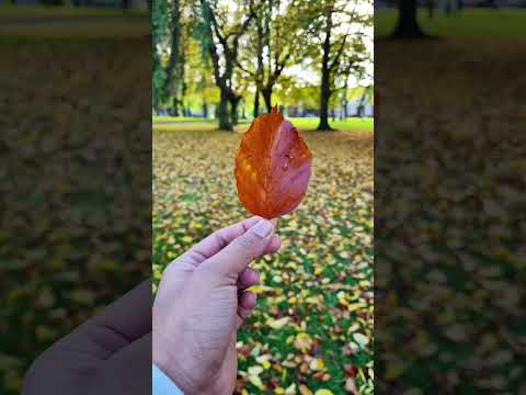 the falling leaves π AUTUMN UK π¬π§