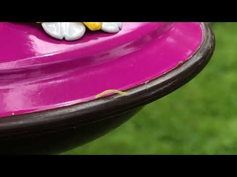 Inch Worm wants off the metal feeder | Roadtirement