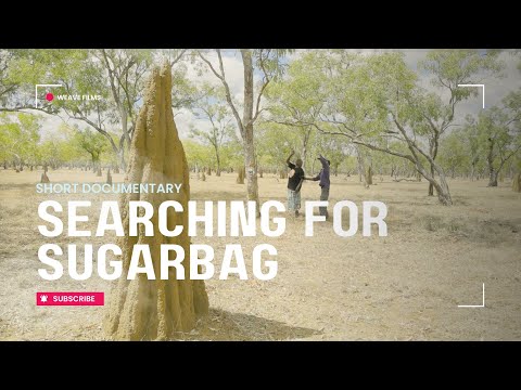 Searching for Sugarbag