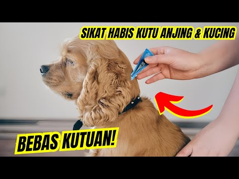 5 OBAT KUTU ANJING & KUCING TERBAIK | AMPUH & CEPAT BASMI KUTU!