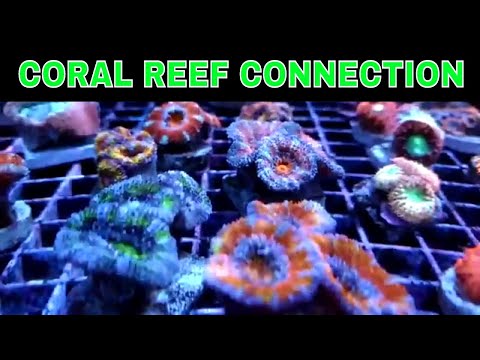 Coral Reef Connection - Store Spotlight - Crazy Coral