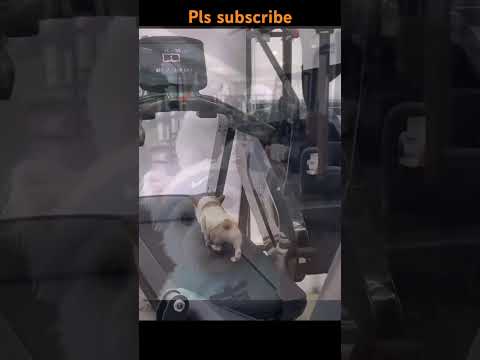 Funny dog 🐕 Gym Training (4k memes). #cover #duet #comedy #funny #dogs #gym