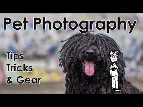 Basic Pet Photography Tips and Tricks with Sample Photos, Explanations, and Ideas