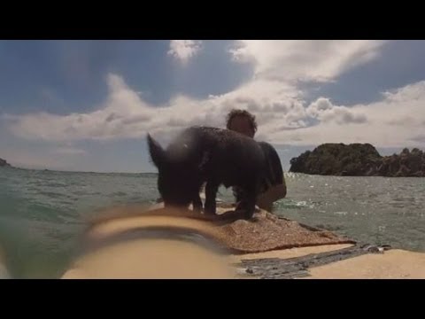 Surfing pig sensation in New Zealand | YouViewed/Sports