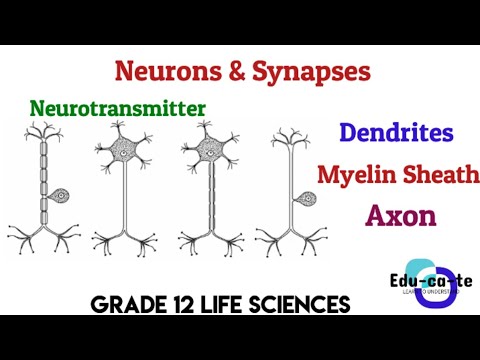 Neurons and Synapses - Grade 12 Life sciences