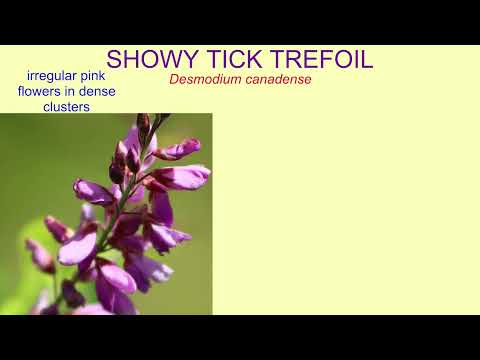 SHOWY TICK TREFOIL