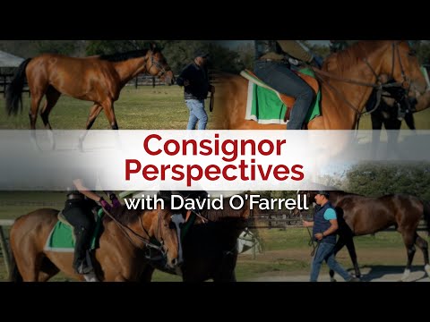 Consignor Perspectives with David O'Farrell