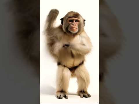 🐒Monkey dance #gangnamstyle #psy #music #funny #viralvideo #dance #kpop #shorts #cute #viralshorts