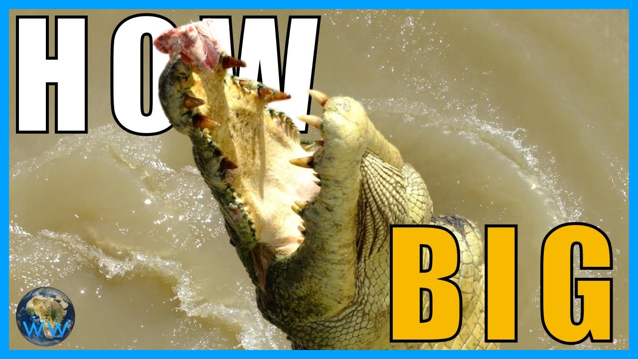 How Big do Saltwater Crocodiles Get?