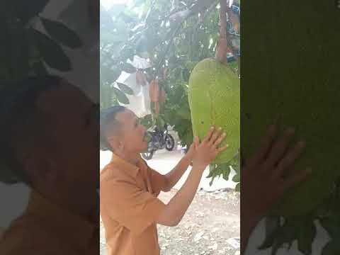 Nangka Madu Jumbo Memang Istimewa