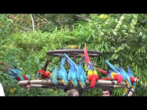 "Winged Encounters — The Kingdom Takes Flight" Disney's Animal Kingdom