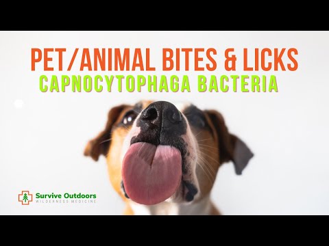 Will Dog Licks Get you Sick ? - Capnocytophaga