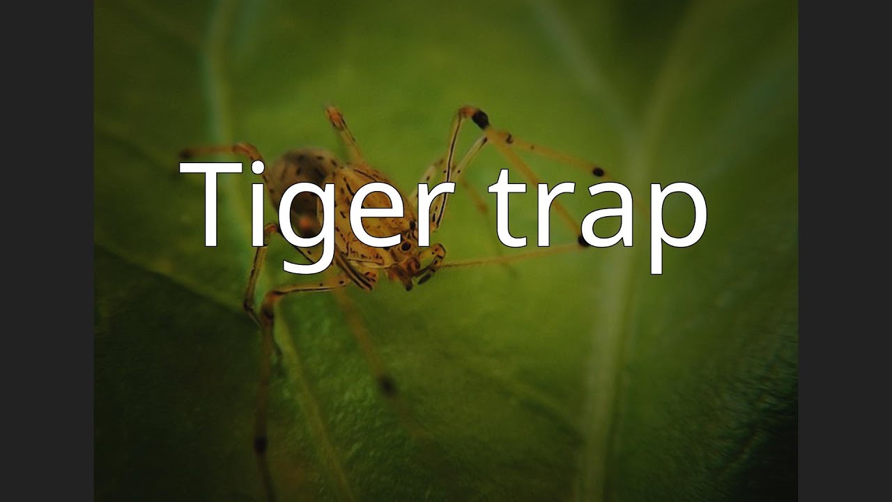 Tiger trap