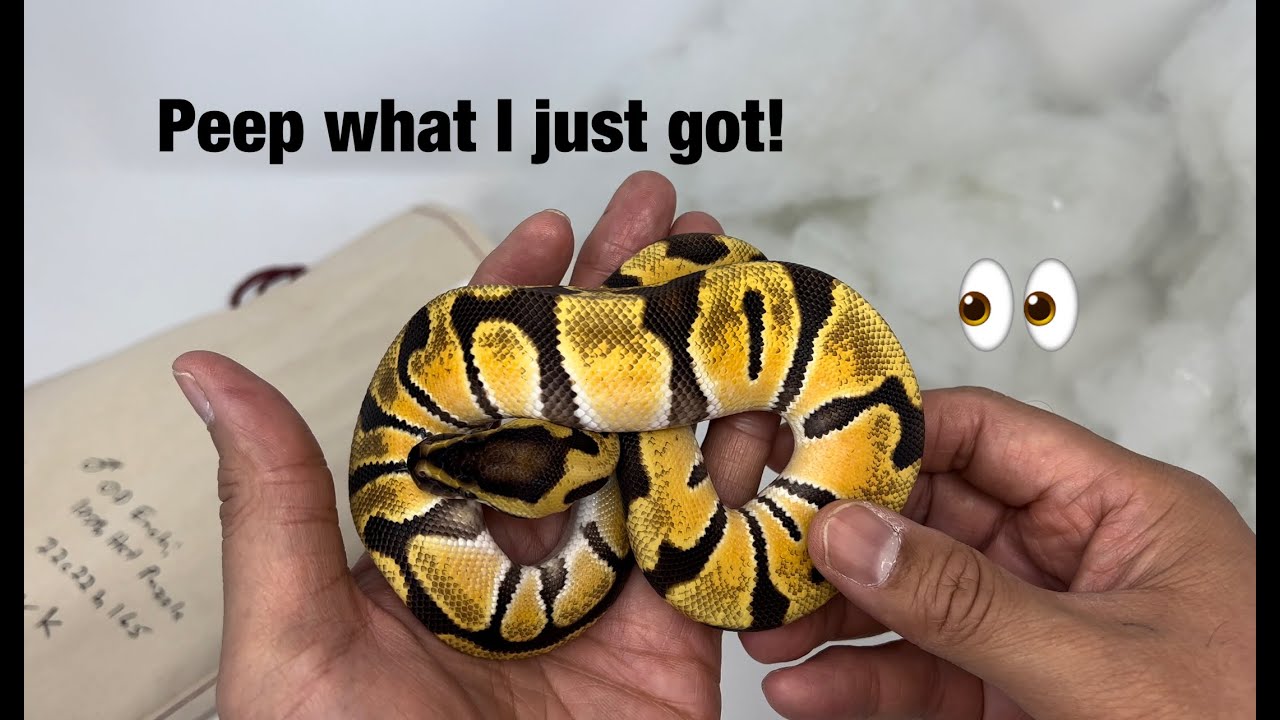 Unboxing a Ball Python from American Made Exotics