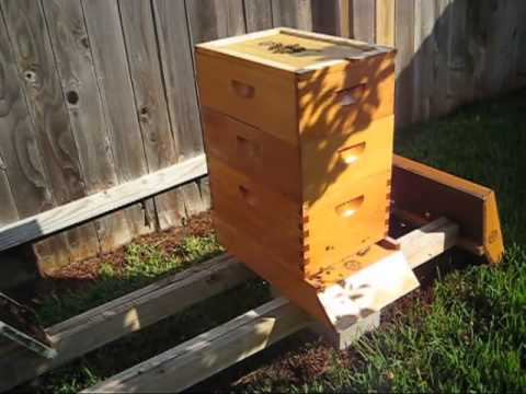 Beekeeping: The Demise of My Hive