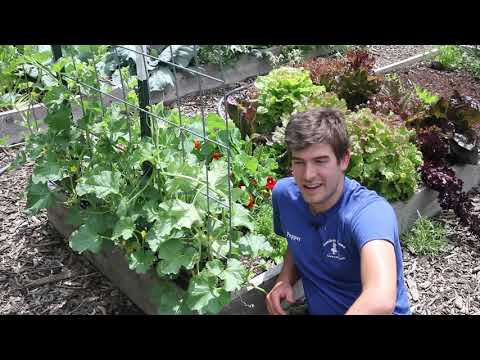 How to Trellis Vining Plants That Are Just Plain STUBBORN!