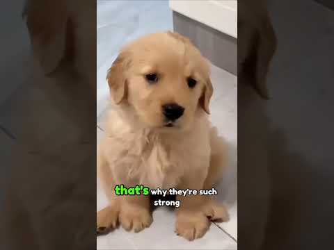 3 Weird Facts About Golden Retrievers You Didn’t Know 🐕💛 #dogfacts #goldenretriever #shortsfeed