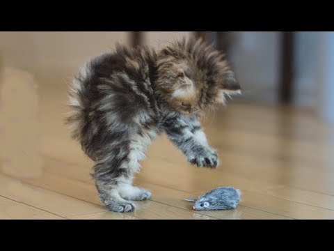 FUNNY CAT MEMES COMPILATION OF 2022 Part 55 | FUNNY CAT MEMES CLEAN 2022 | Funny Videos 2022