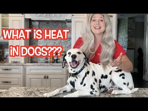 Canine Heat Cycle | The dog Period!