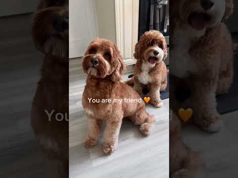 Meet adorable Australian labradoodles and send this to your friend π§‘ #labradoodle #breeder #dog