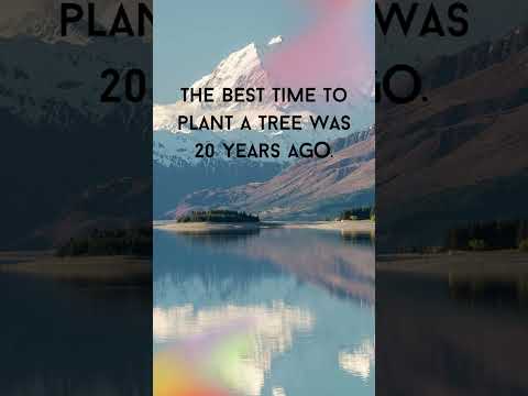 The Best Time To Plant A Tree... | Wise Quotes | #wisewords #quotes