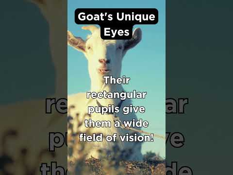 The Secret in Goat's Eyes