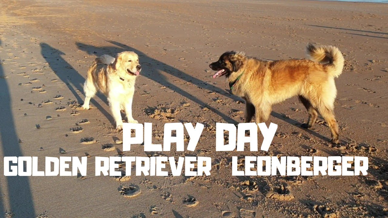 LEONBERGER AND A GOLDEN RETRIEVER PLAYING ON THE BEACH | FUNNY DOGS