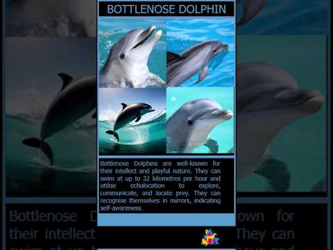Bottlenose Dolphin: Sea’s Smartests? - Animal Adventure Ave.