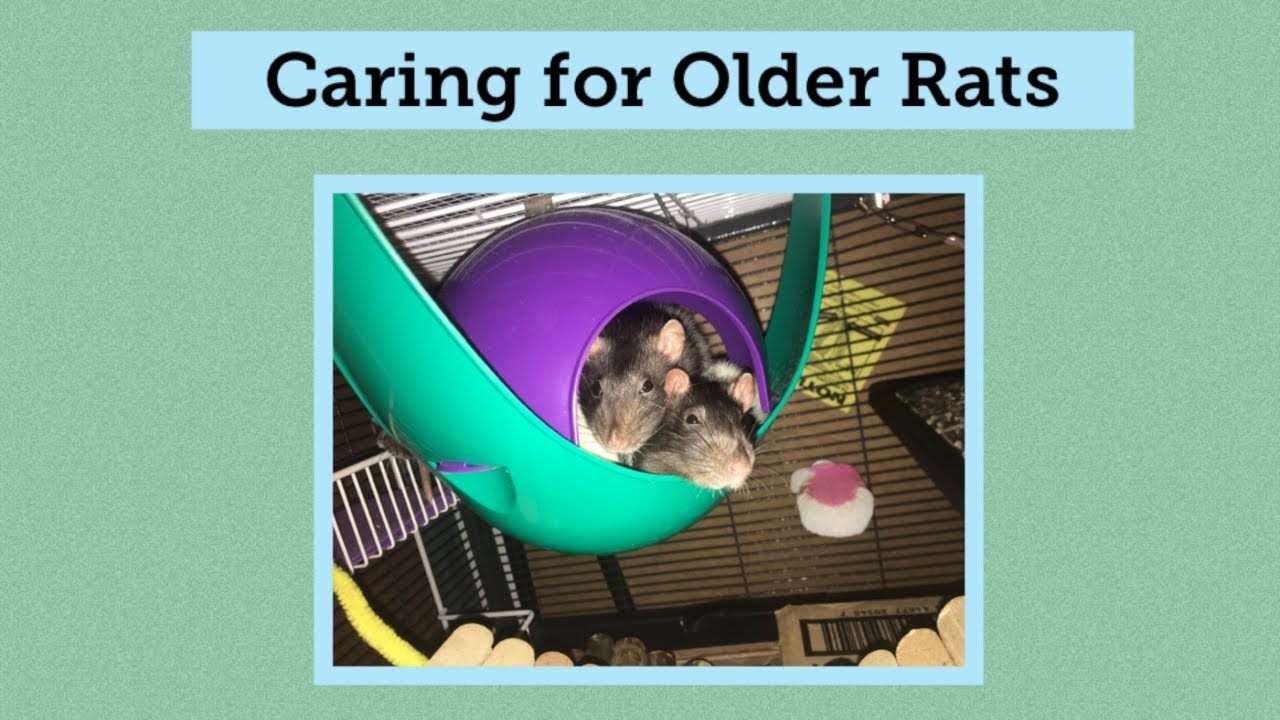 Caring for Older/Elderly Rats