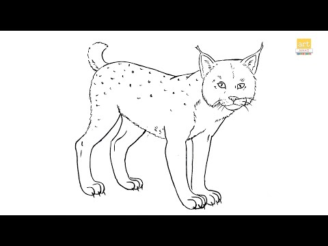 How to draw a Lynx Step by Step – I'm Youtuber – Follow my videos to ...