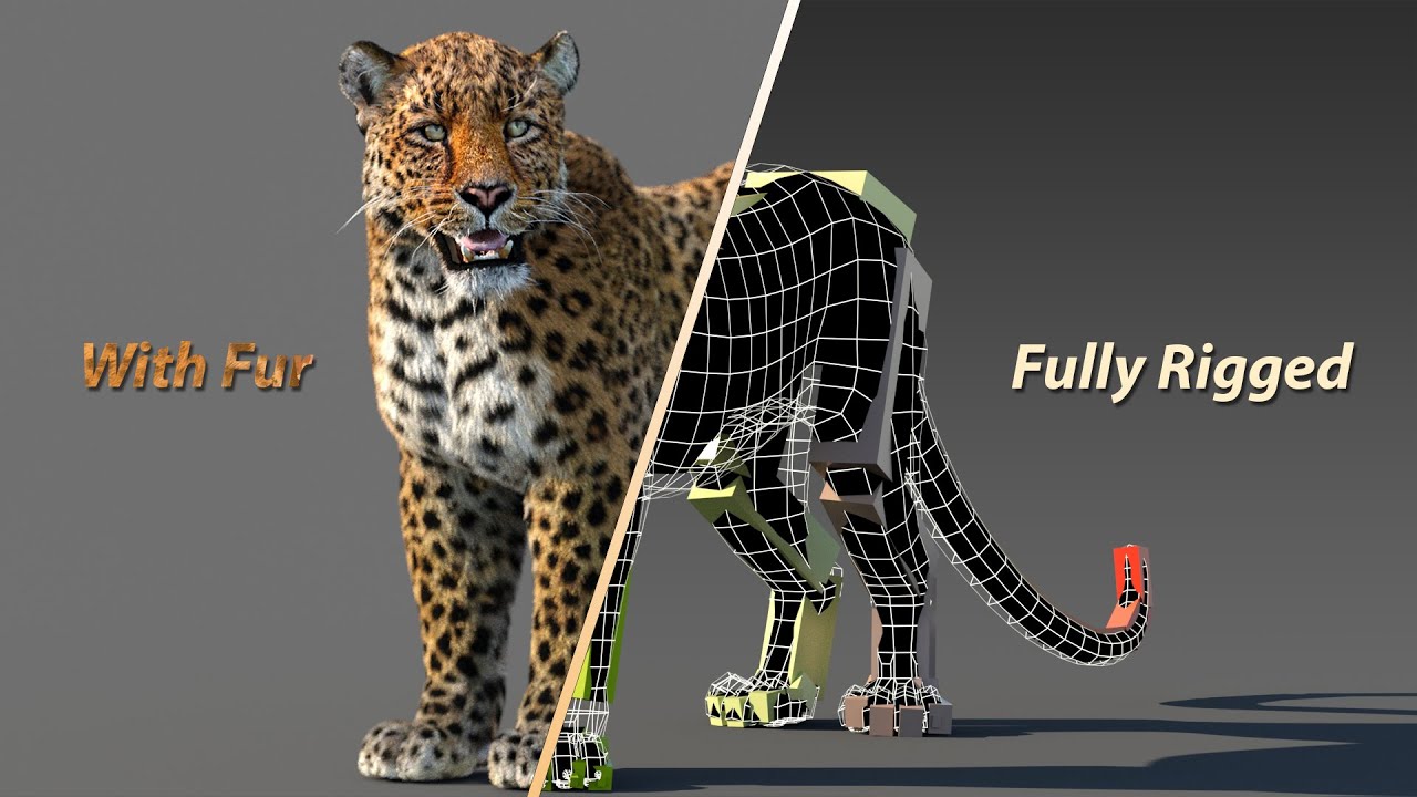 Rigged Leopard 3D Model with Fur | PROmax3D