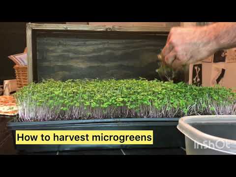 How to harvest microgreens efficiently!